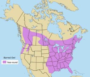 Barred Owl | Cascades Raptor Center