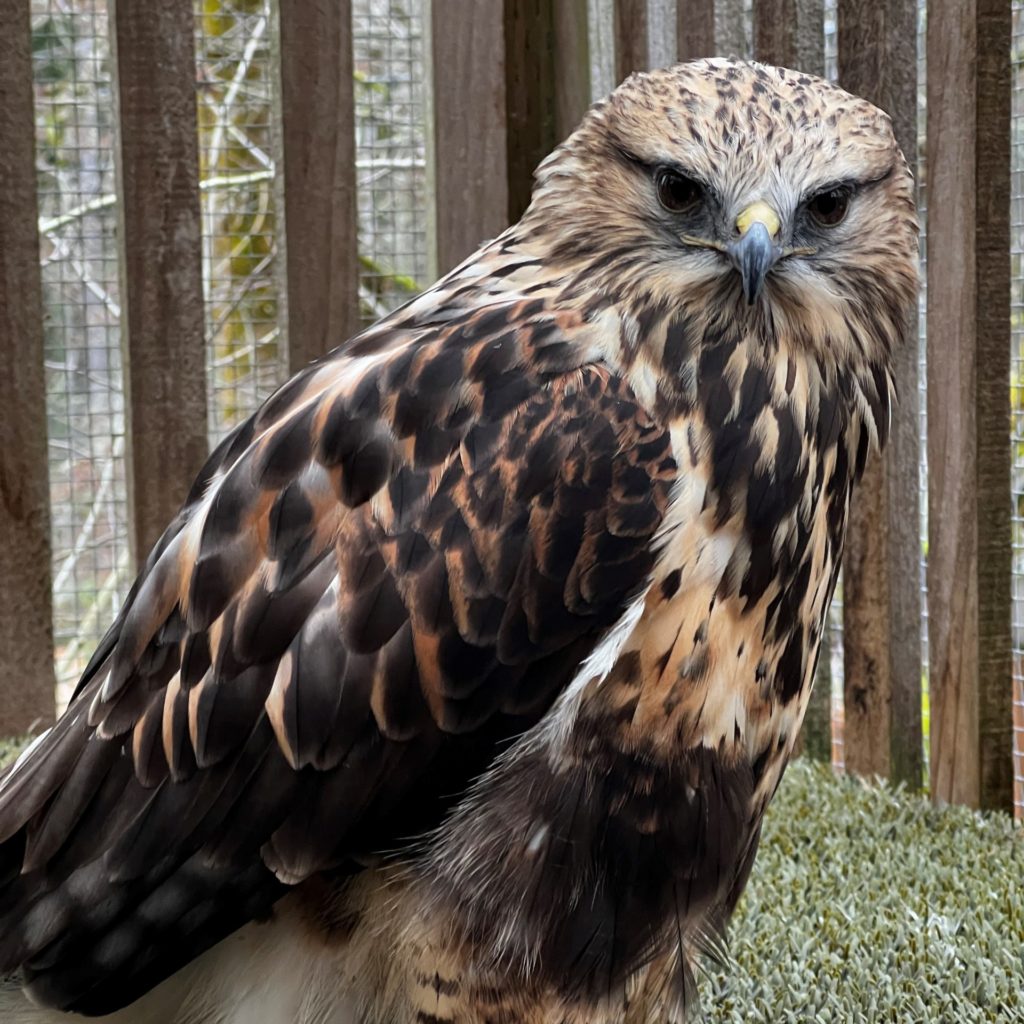 Resident Birds | Cascades Raptor Center