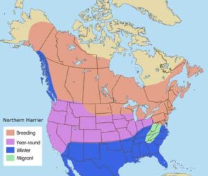 Northern Harrier | Cascades Raptor Center