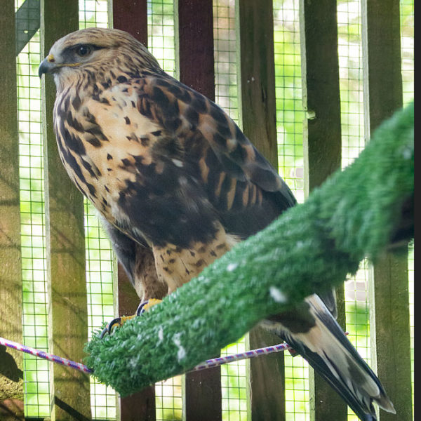 Resident Birds | Cascades Raptor Center