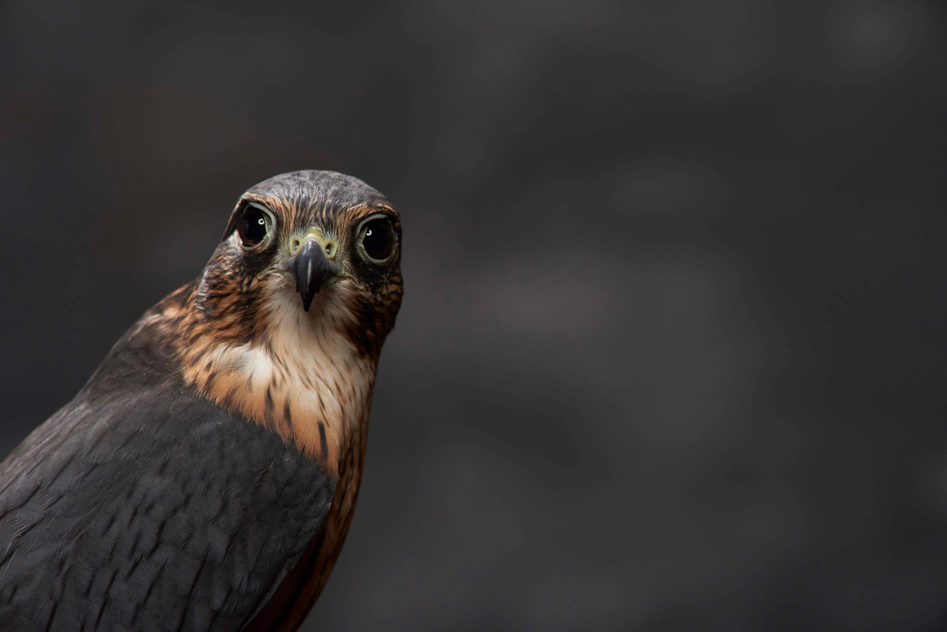 Cascades Raptor Center | Nature Center & Wildlife Hospital