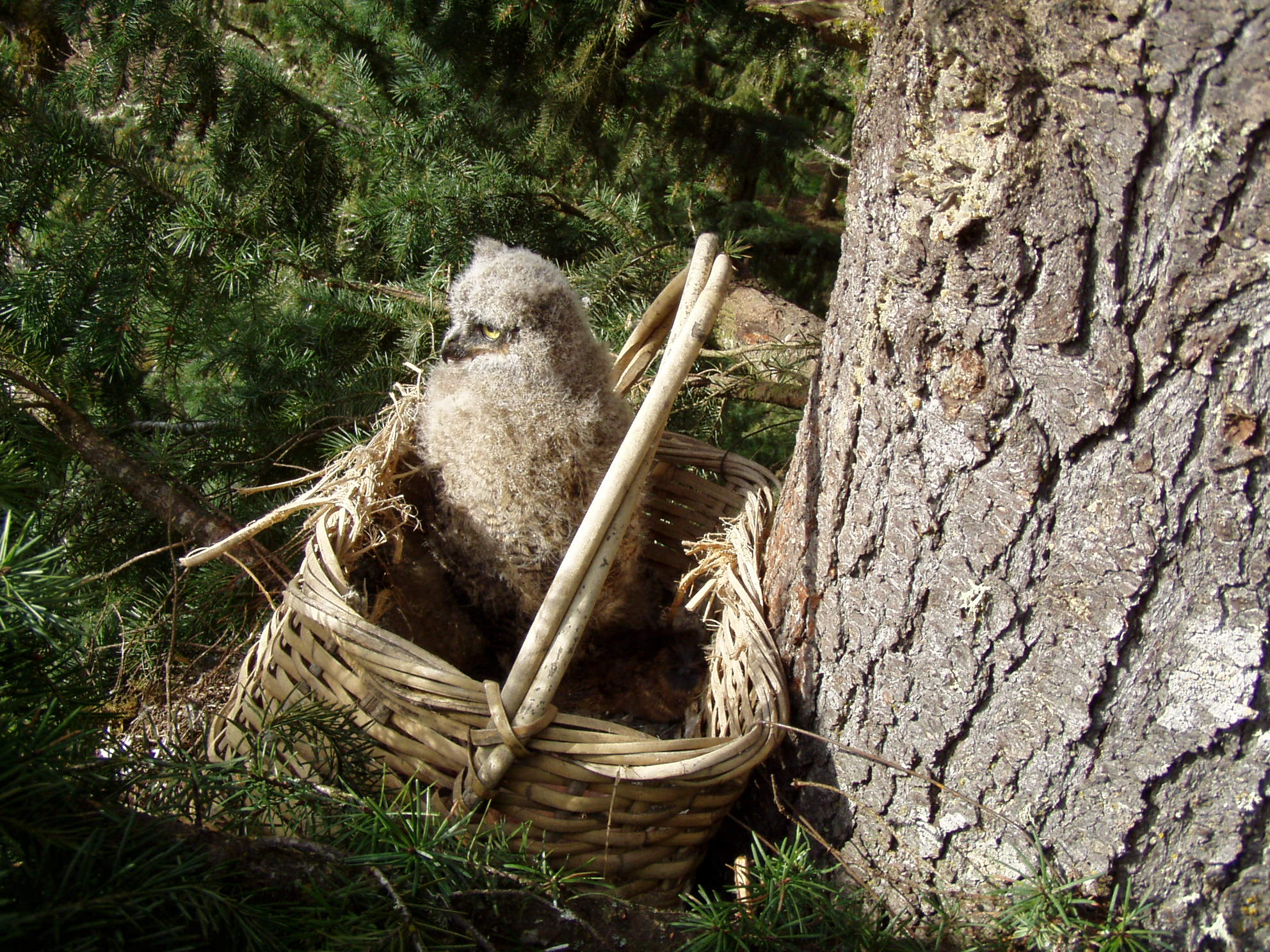 Cascades Raptor Center | Nature Center & Wildlife Hospital