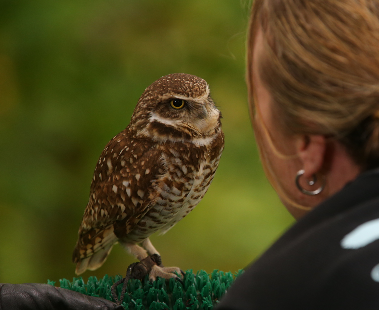 Cascades Raptor Center | Nature Center & Wildlife Hospital