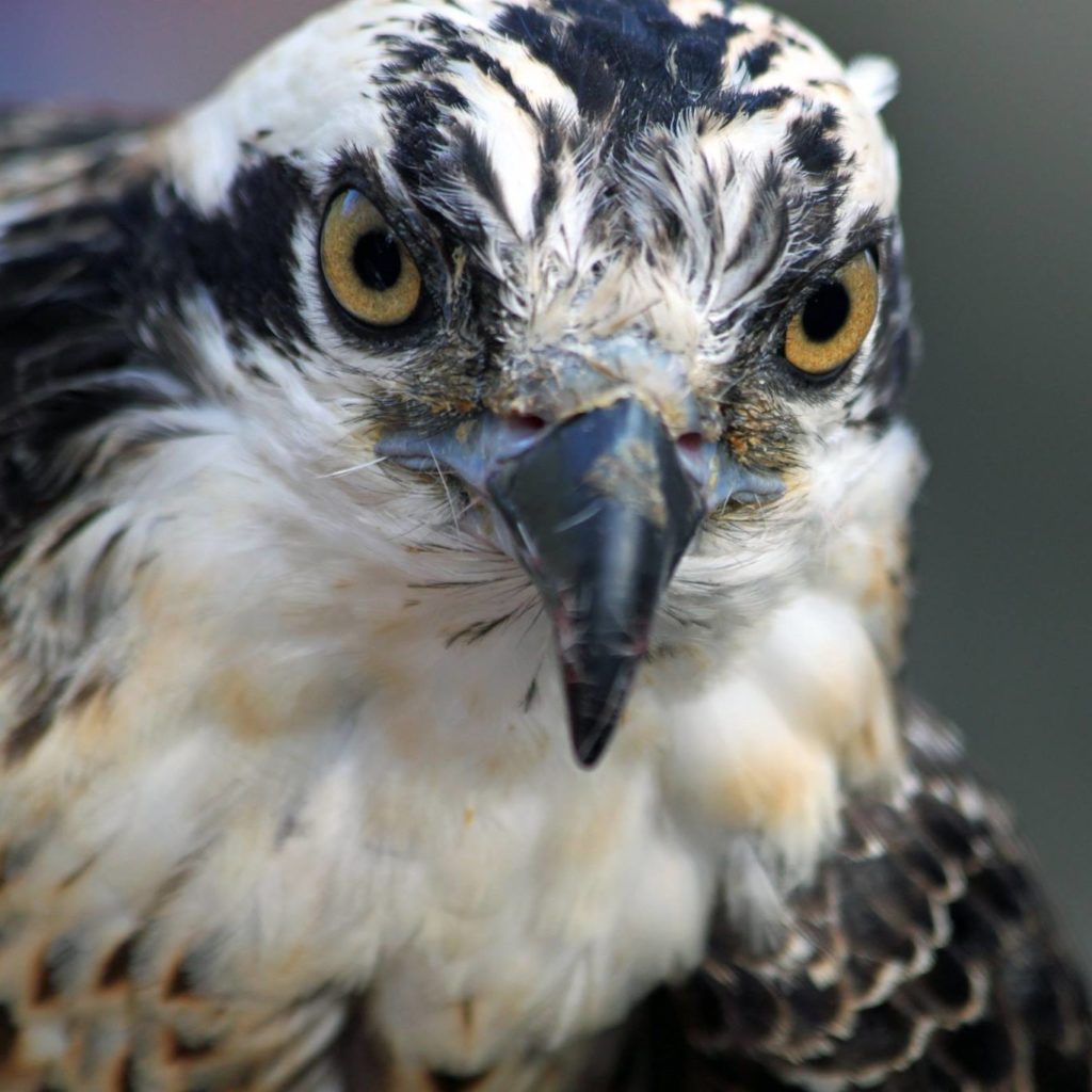 Resident Birds | Cascades Raptor Center