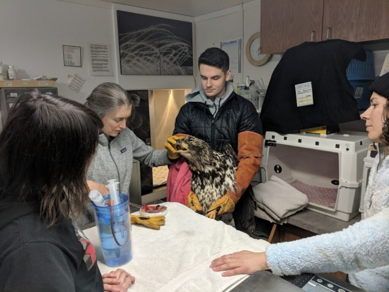 Wildlife Hospital | Cascades Raptor Center