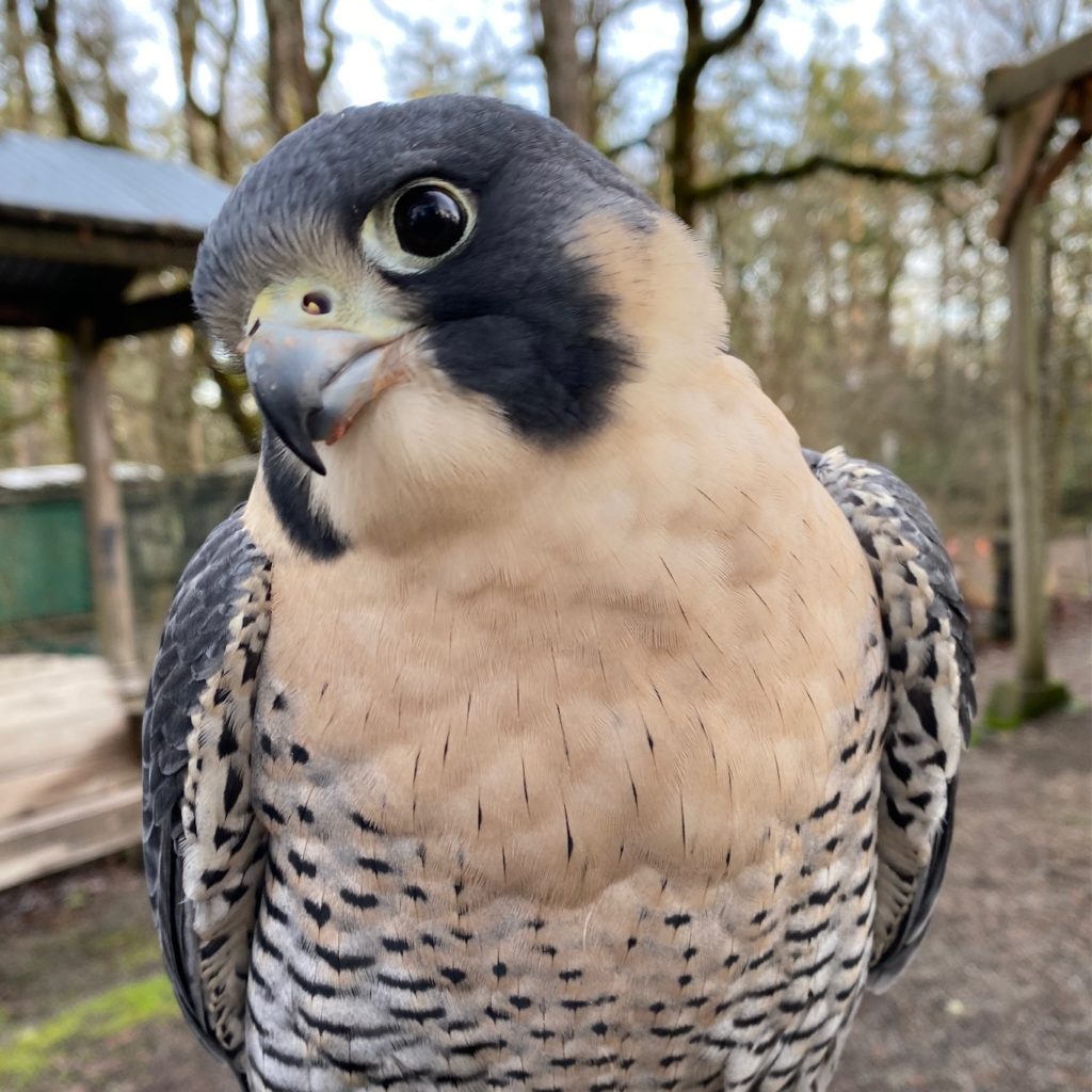 Resident Birds | Cascades Raptor Center