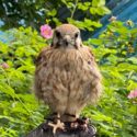 Guided Tours | Cascades Raptor Center