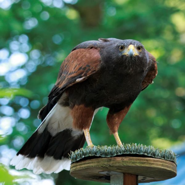 Neil | Cascades Raptor Center