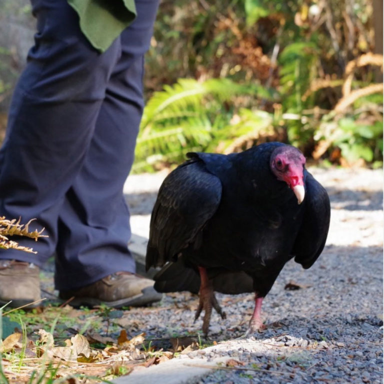 Programs | Cascades Raptor Center