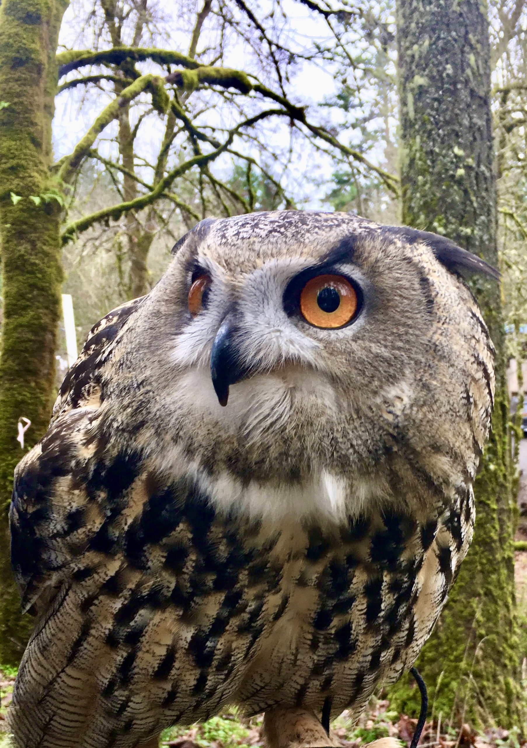 Sunday Guided Tour Series | Cascades Raptor Center