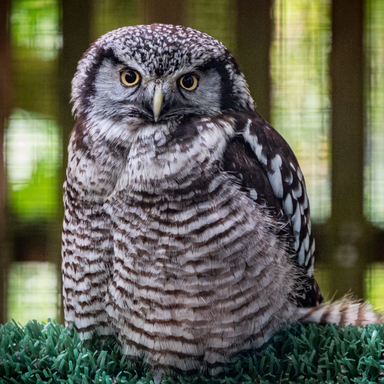Resident Birds | Cascades Raptor Center