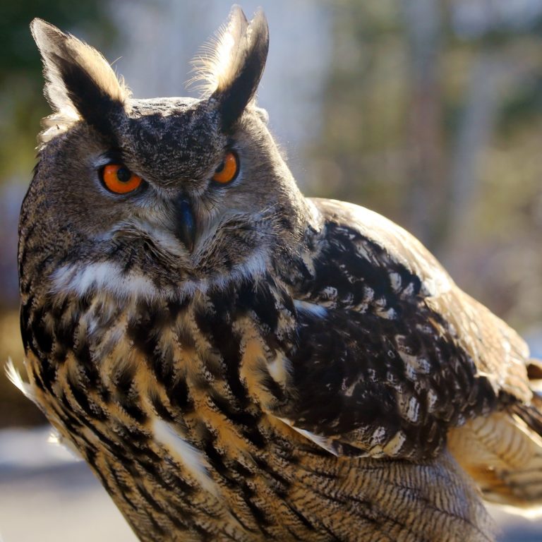 Resident Birds | Cascades Raptor Center