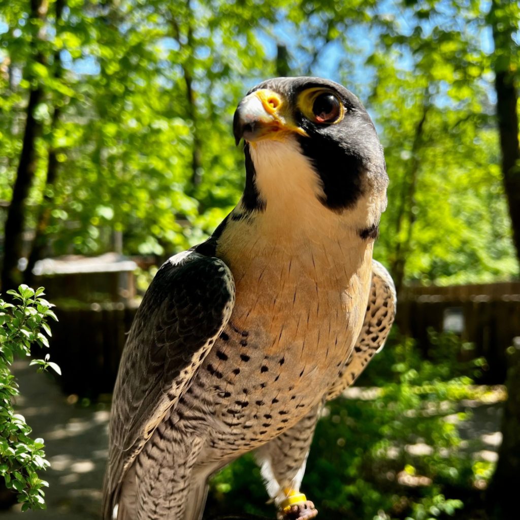 Max | Cascades Raptor Center