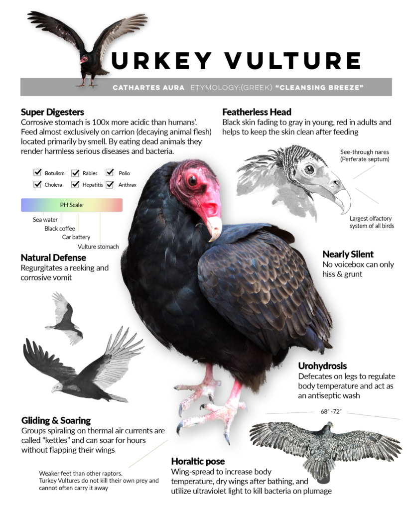 Turkey Vulture | Cascades Raptor Center