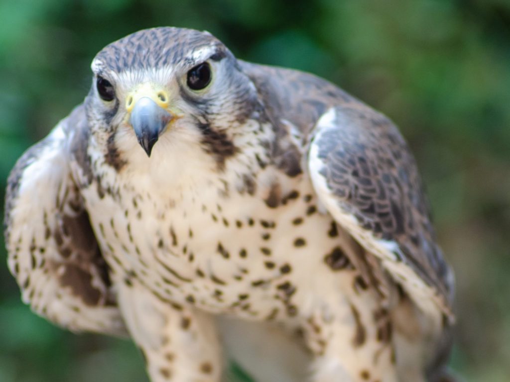 Hours & Admission | Cascades Raptor Center