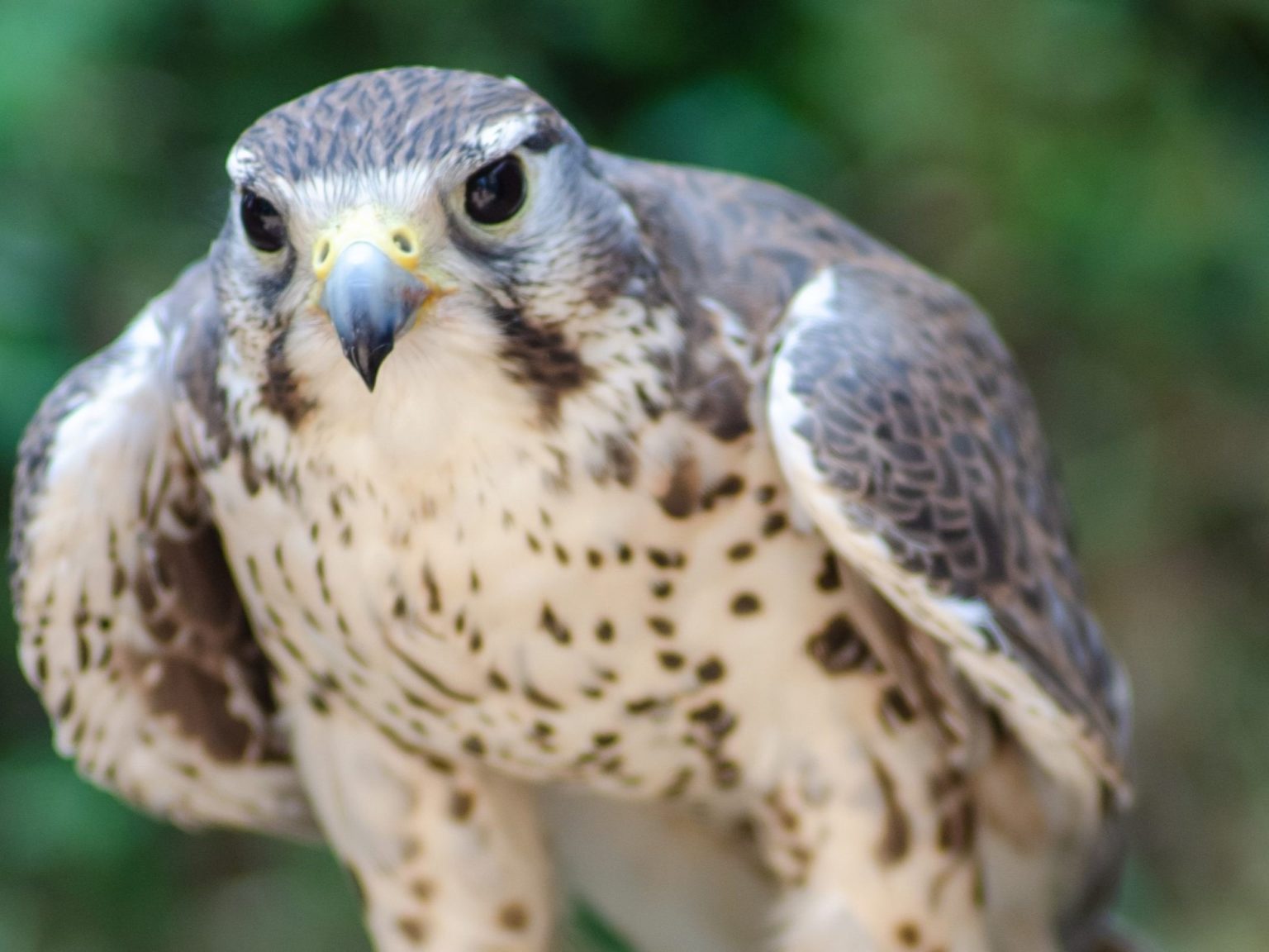 Hours & Admission | Cascades Raptor Center