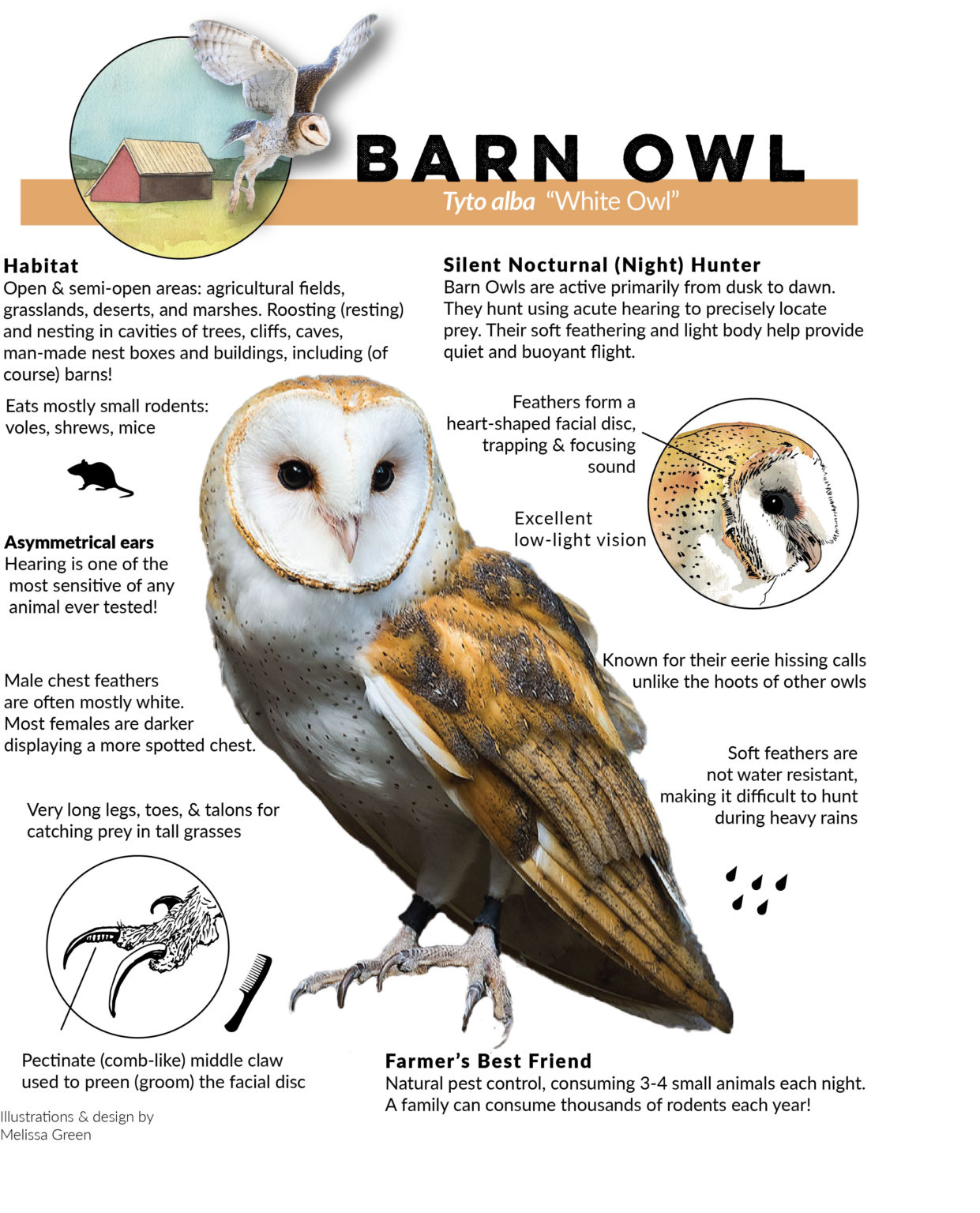 Barn Owl | Cascades Raptor Center