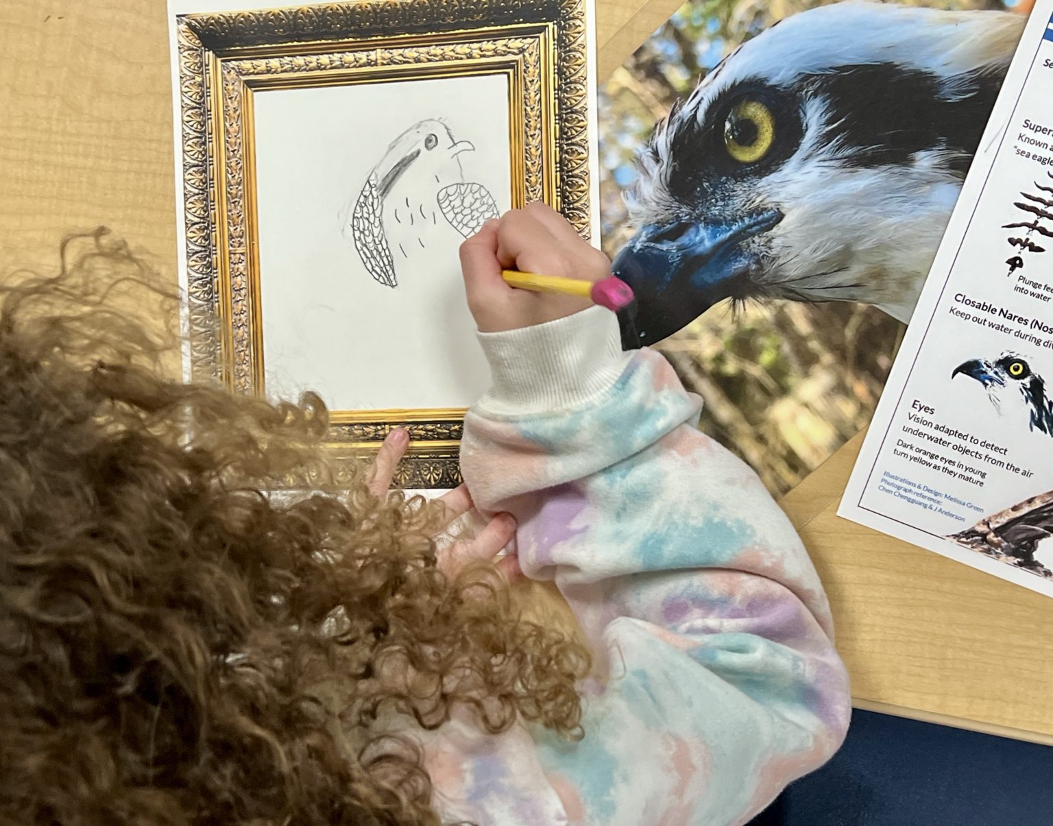 OUTREACH CLASSROOM EDUCATION TEAM | Cascades Raptor Center
