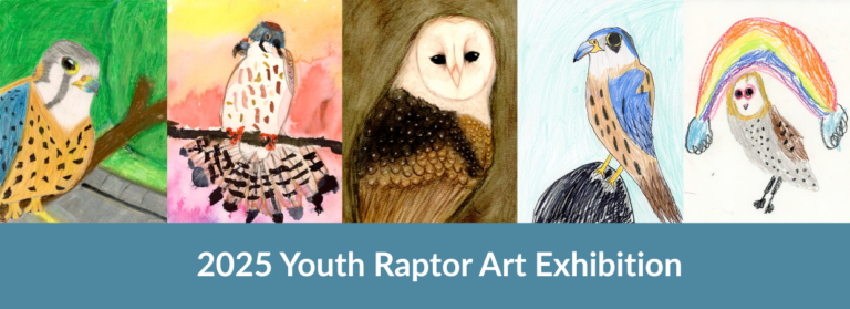 Creative Wildlife Connections - Raptor Art Challenge | Cascades Raptor ...